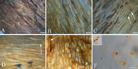 Progressive Demineralization Of Fossil Bone A Dinosaur Bone Before Download Scientific