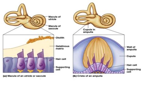 Sensors Of The Otolith Organs And Semicircular Canals Levine 2015