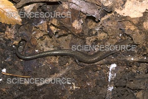 Lead Backed Salamander