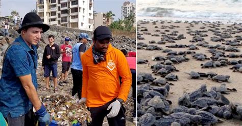 Worlds Largest Beach Cleanup Project Brings Back Rare Sea Turtles In Mumbai After 20 Years Of