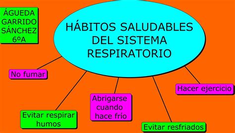 El Sistema Respiratorio Principales Caractersticas