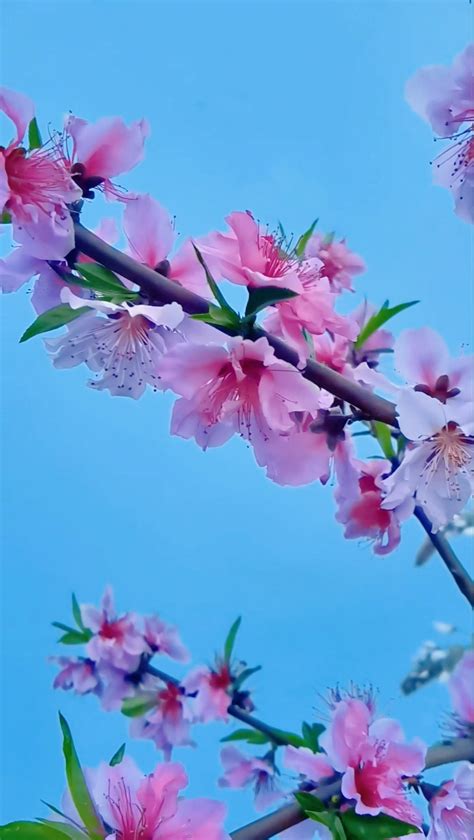 盆栽 桃树还在开花的时候，我已经在开始规划明年的结果枝。一年一更新的桃树，与苹果、梨不同，需要多动一点脑筋。 Happyjeep Happyjeep 哔哩哔哩视频