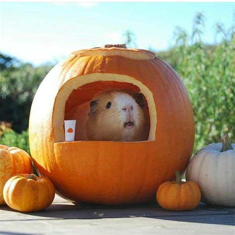 Adorable Hamster Pumpkin