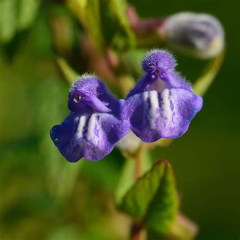 Scutellaria Lateriflora Forces Of Nature Medicine