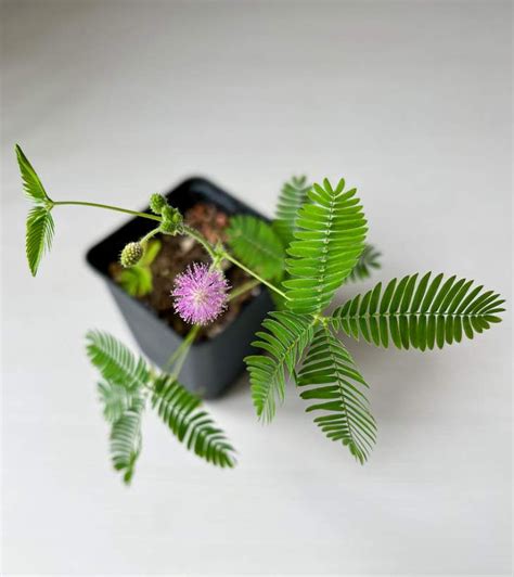 Cuidados De La Mimosa Pudica La Planta Que Se Mueve Al Tocarla