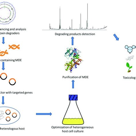 Chemical Structure Toxic Groups Biological Effects Of Main Mycotoxins
