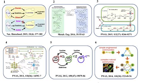 Figure 1 From Design And Construction Of Synthetic Microbial Consortia