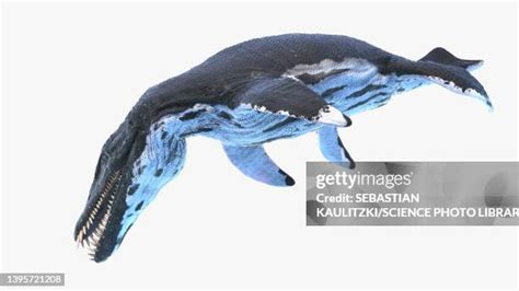 Liopleurodon Vs Blue Whale