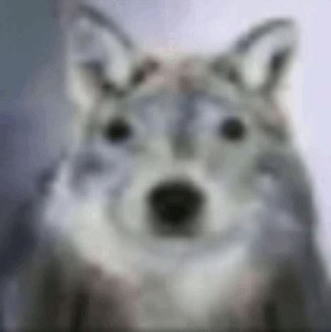 Auuu Lobo Meme Auuu Lobo Lobo Solitario Discover And Share S