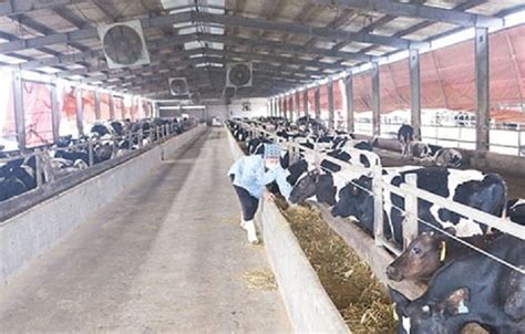 Bò đực Sữa Nuôi Lấy Thịt Hướng đi Mới đem Lại Hiệu Quả Kinh Tế Cao