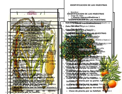 Herbario De Plantas Inferiores Y Superiores Identificacion De Las