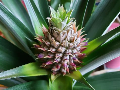 All The Stages Of Flowering On My Pineapple Rgardening