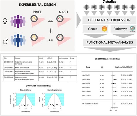 Sex Differences In The Progression From Nafl To Nash A Functional Meta