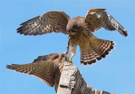 Identifying Male And Female American Kestrels Intobirds