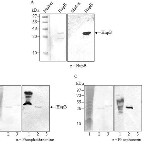 Vibha Tandon Professor Full Jnu Research Profile