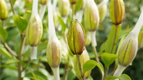 山間一縷清香，阿里山百合「花現」了 拾間｜拾起山海文化的最佳首選