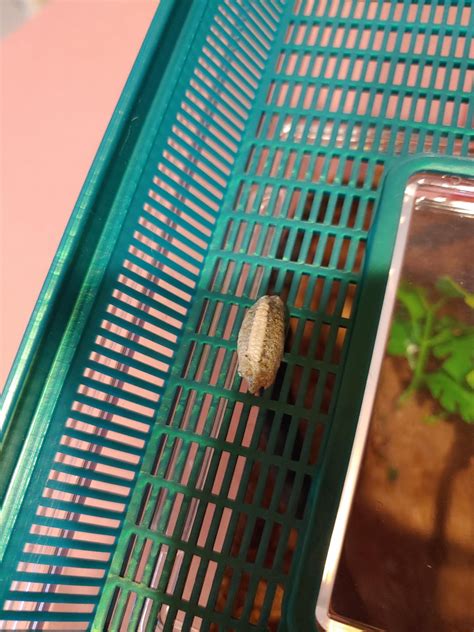 The Ooth Is Here Giant Mandy Update Rentomology