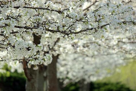 The Spring Snow Crabapple Tree Minneopa Orchards