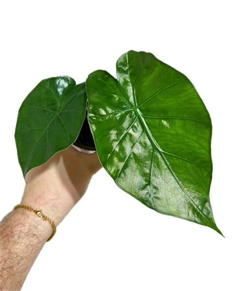 Alocasia Macrorrhiza Calidora Végétal Design Qc