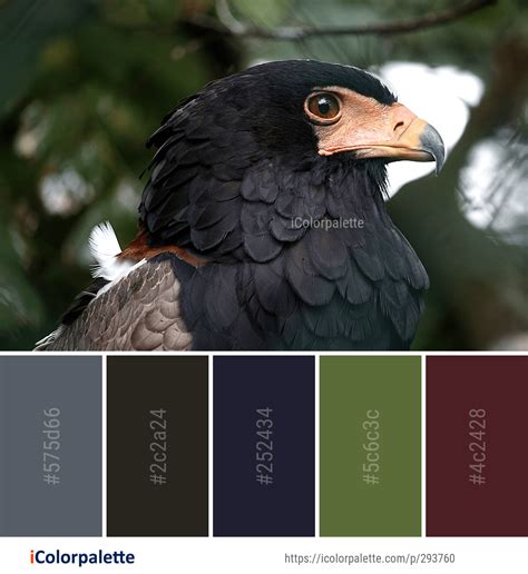 132 Hawk Color Palette Ideas In 2024 Icolorpalette
