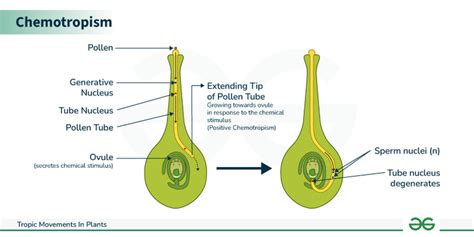 Tropic Movements In Plants Geeksforgeeks