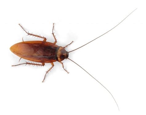 Cockroach Fact Or Fiction Chets Pest Control