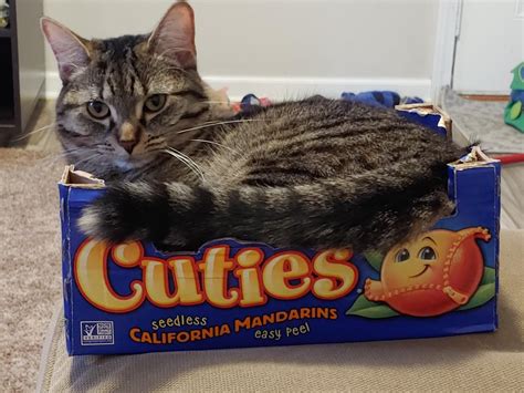 Gabby Found The Perfectly Titled Trap To Sit In R Thecattrapisworking