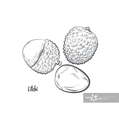矢量绘画插图荔枝草图轮廓正版图片素材