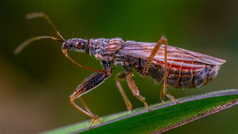 Are Grasshoppers Omnivores Or Herbivores