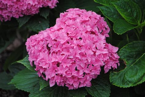 Hydrangea Macrophylla Double Delights Perfection Kiefer Nursery