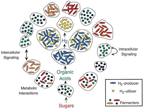 2 The Three Major Components Of The Microbial Diversity Download Novel