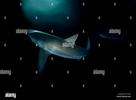 Silky Shark Carcharhinus Falciformis At Night Revillagigedo Islands