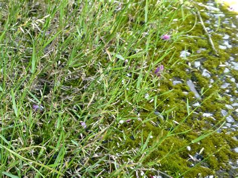 The Rainforest Fund Project Poa Compressa Flattened Meadow Grass