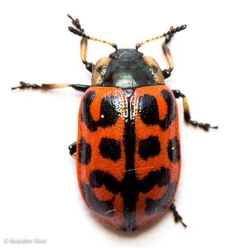 Chrysomela Bugguidenet