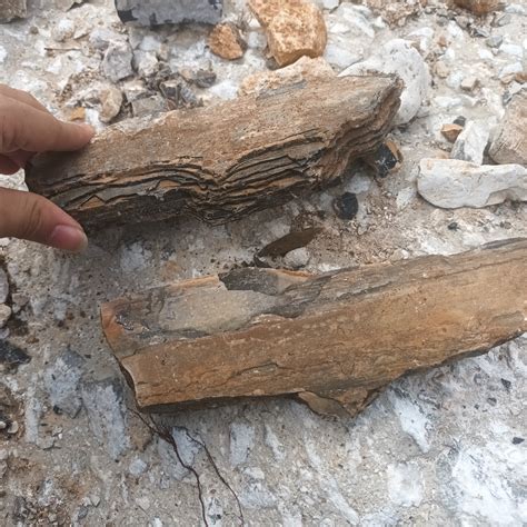 Help In Identifying Fossils Fossil Id The Fossil Forum