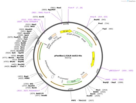 Addgene Pfastbac1calr Del52 His