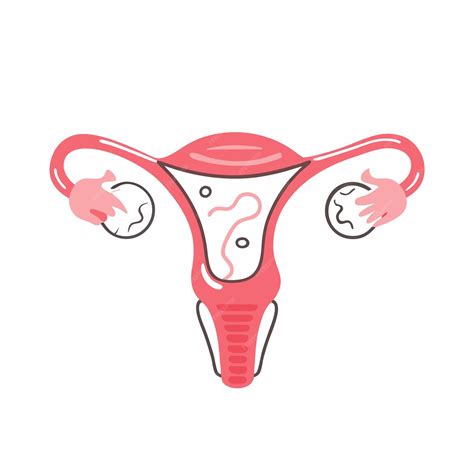 Premium Vector Anatomy Of The Female Reproductive System Diagram Of