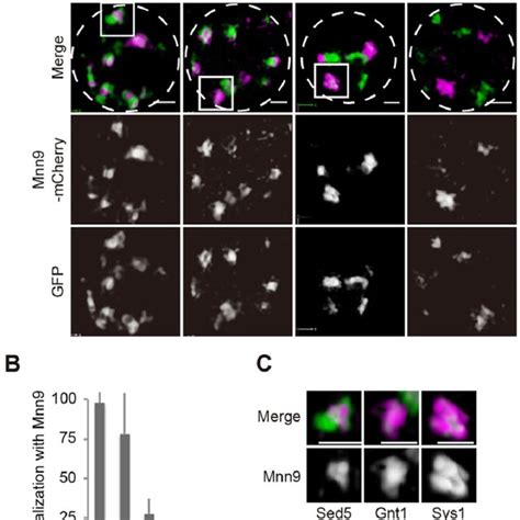 Localization Of Golgi Resident Proteins A Localization Of Golgi Download Scientific Diagram
