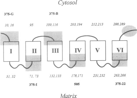 Experimental Evidence And Deduced Arrangement Of The Ucp In The