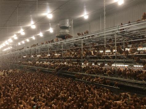 Jason Docherty On Linkedin Joiceandhill Powellconstruction Vencomaticuk Highwelfare Birds