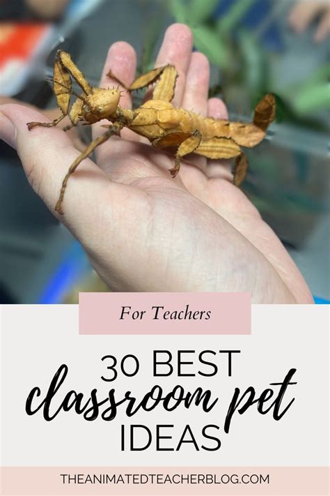 30 Best Classroom Pet Ideas For Middle School Classroom Pets Science