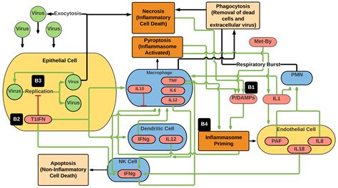 Types Of Virus Biology