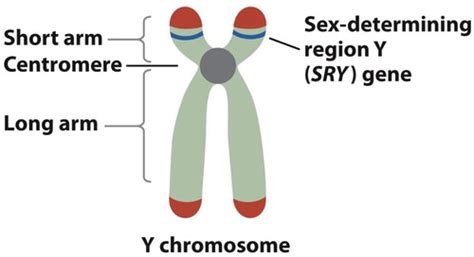 Sex Determination Flashcards Quizlet