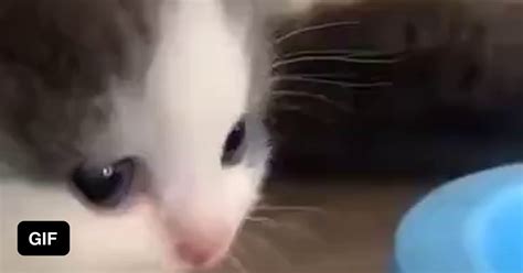The Original Cat From The Hehe Meme 9gag