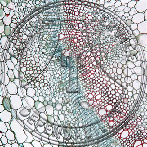 Lupinus Albus Older Stem Prepared Microscope Slide