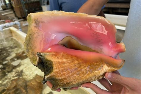 Fau Fau Queen Conch Mobile Lab Debuts In The Bahamas With First Hatch