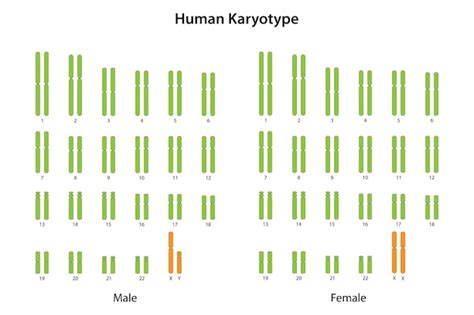 Premium Vector Human Karyotype Male And Female