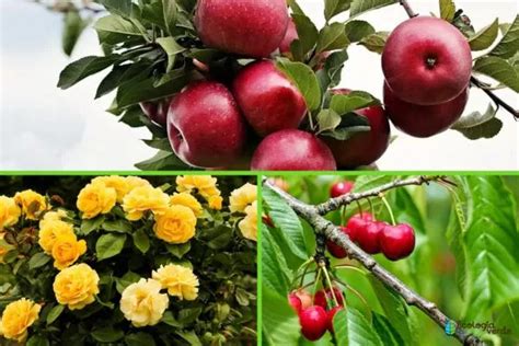 Rosaceae Characteristics And Examples Summary