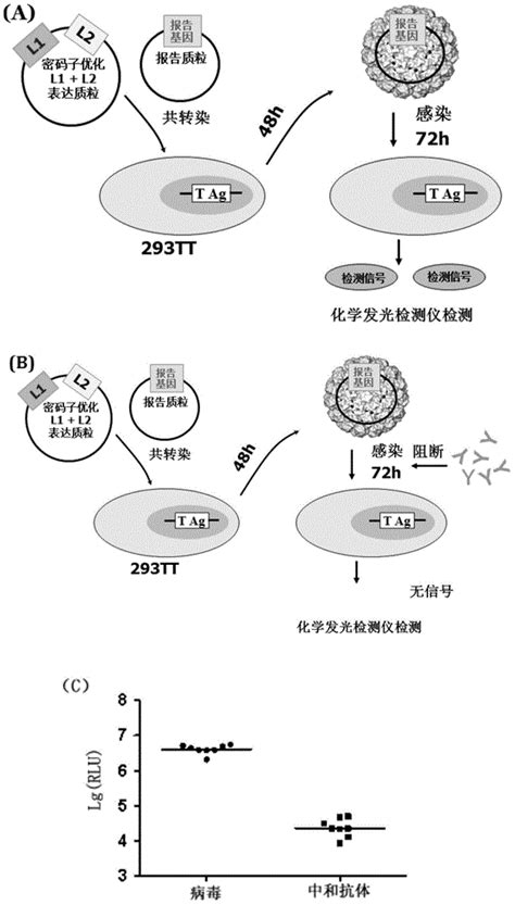Hpv Pseudovirus Kit Thereof And Method For Detecting Hpv Neutralizing Antibodies Eureka Patsnap
