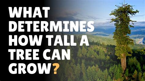 How Trees Grow So Tall Youtube